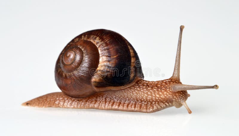 Caracol aislado en blanco imagen de archivo. Imagen de torbellino ...