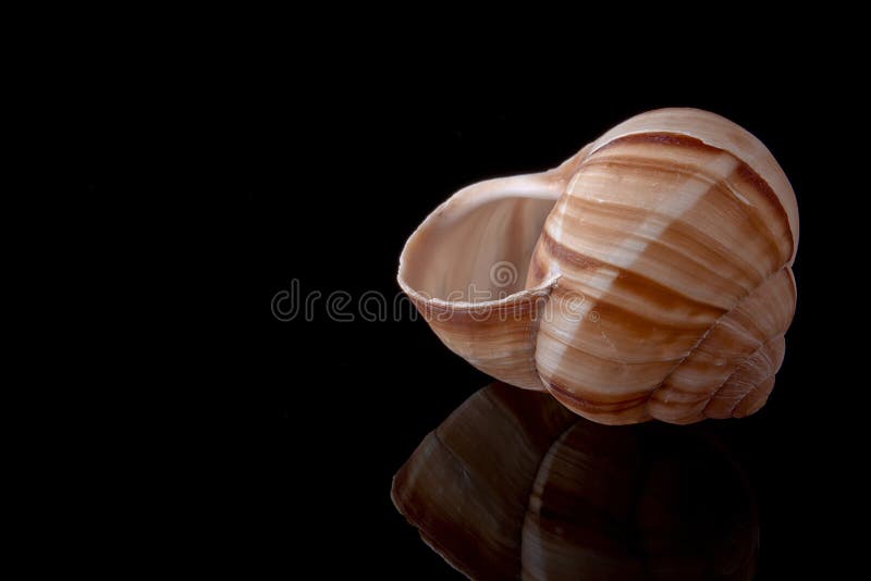 Caracol Shell imagen de archivo. Imagen de lingote, shelles - 32084973