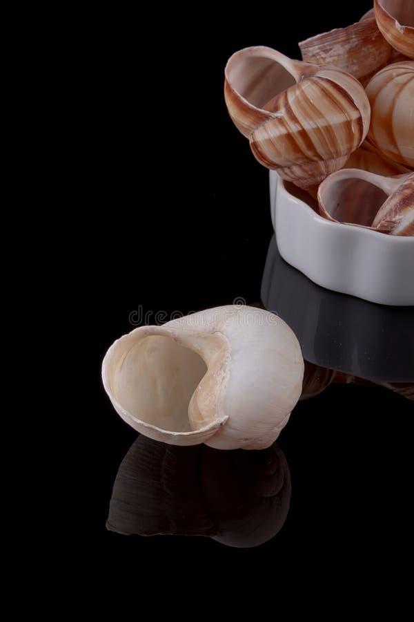 Caracol Shell foto de stock. Imagem de protegido, vida - 33621728