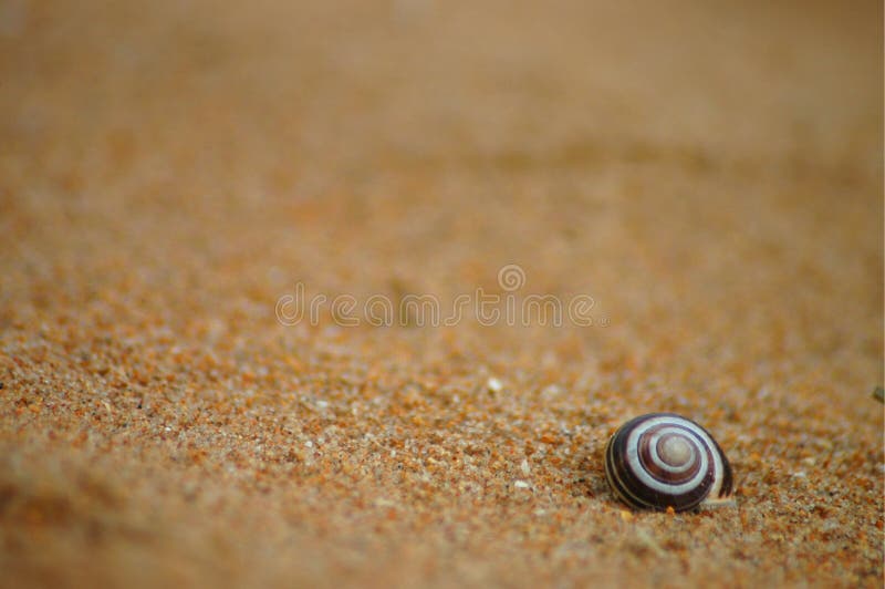 Caracol Shell E Fundo Da Areia Foto de Stock - Imagem de enterrado ...