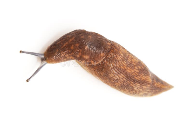 Caracol sin caparazón foto de archivo. Imagen de nationhood - 167978402