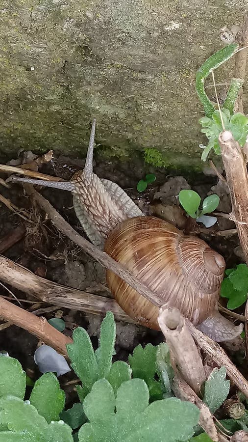 Caracol lento imagen de archivo. Imagen de ojos, lluvia - 95044531