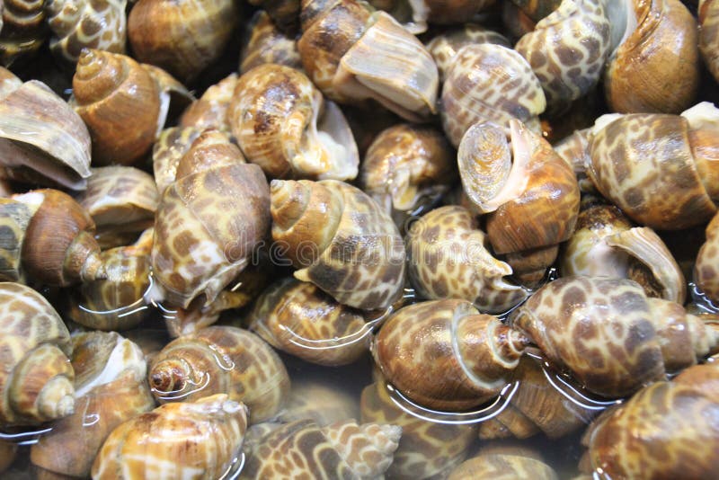 Caracoles de mar foto de archivo. Imagen de tomate, caracoles - 64524848