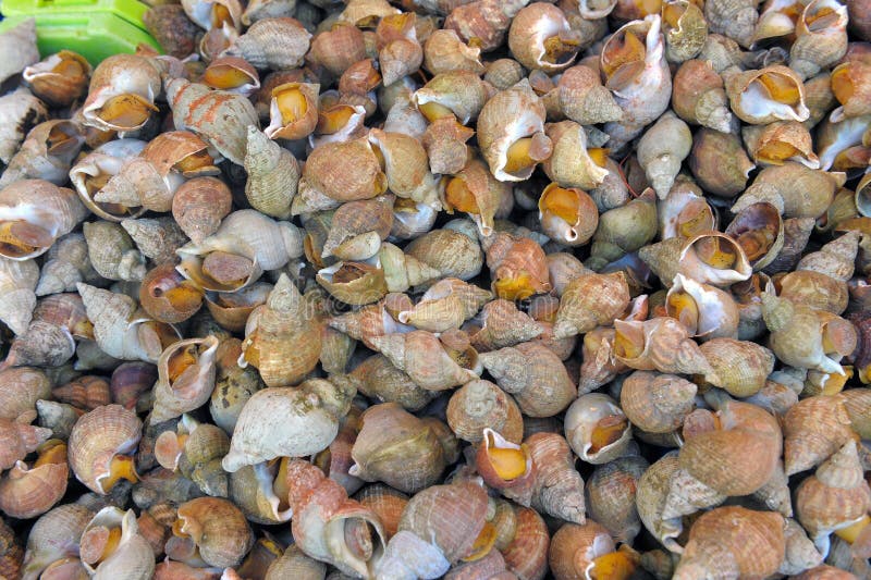 Caracoles de mar imagen de archivo. Imagen de crudo, quahog - 15523789