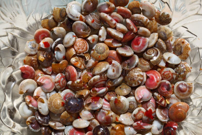 Caracoles de mar foto de archivo. Imagen de caracoles - 108219498