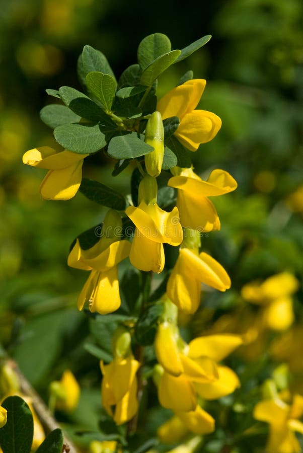 Vibrant Yellow Flowers of the Siberian Peashrub Stock Photo - Image of ...