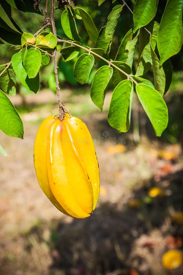 Carambola fruit stock photo. Image of dessert, fruit - 37748018