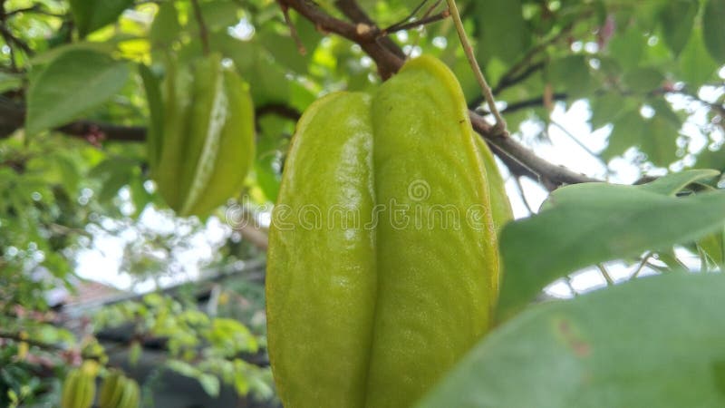 Carambola Fruit on a Tree. Close Up Stock Photo - Image of citrus ...