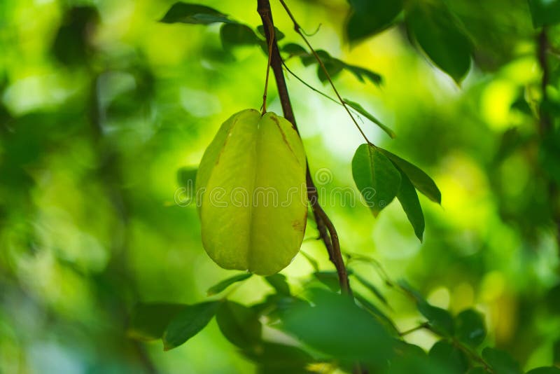 Carambola or Star Fruit Tree Stock Image - Image of fresh, healthy ...