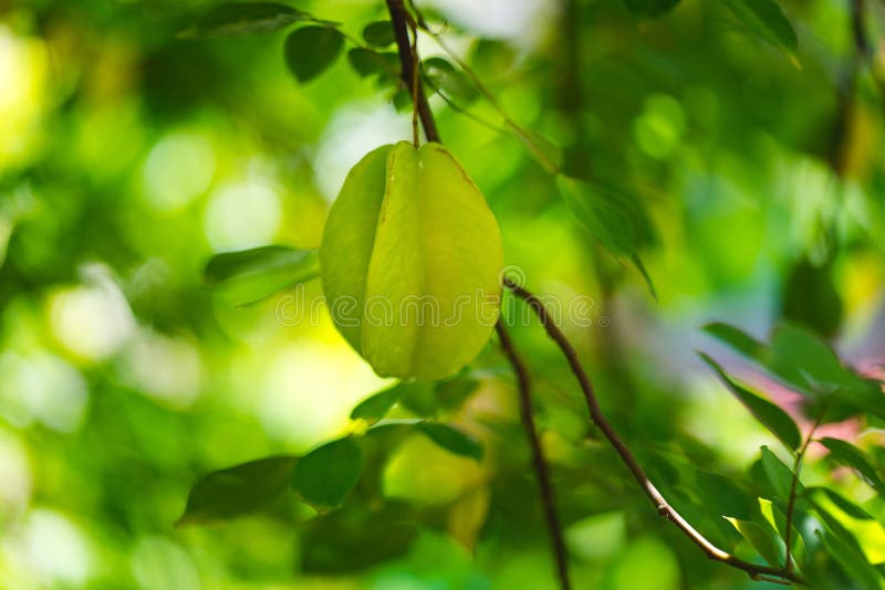 Carambola or Star Fruit Tree Stock Image - Image of plant, natural ...