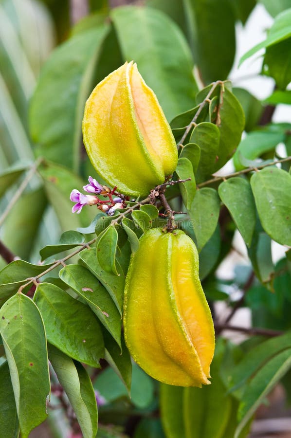 Carambole or Star Fruit Still Stock Image - Image of close, vitamin ...