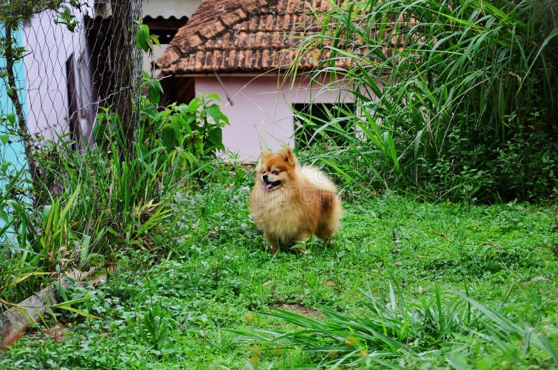 A Caramel-colored German Spitz Dog Playing in the Backyard Stock Photo ...