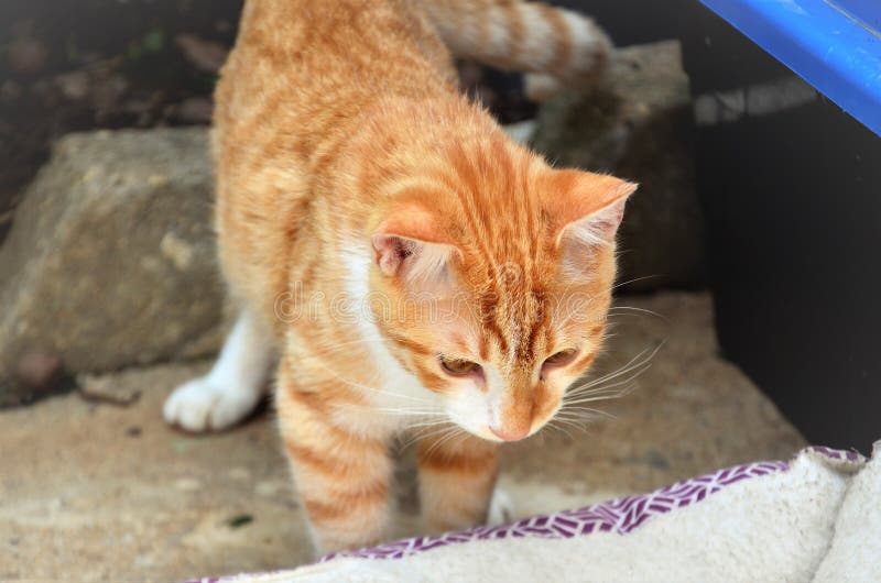 A Caramel-colored Kitten Watching the Walk Stock Image - Image of ...