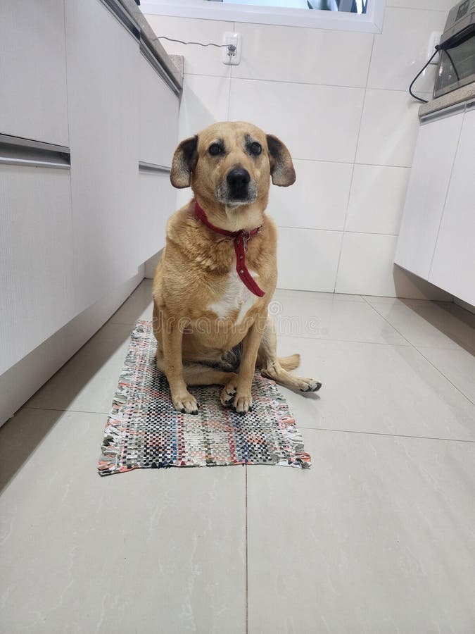 A Caramel Colored Mixed Breed Dog Posing for a Photo in the Kitchen at ...