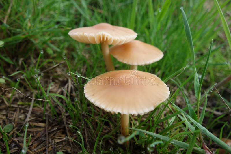 Caramel Coloured Toadstools Stock Photo - Image of grass, fall: 161253082