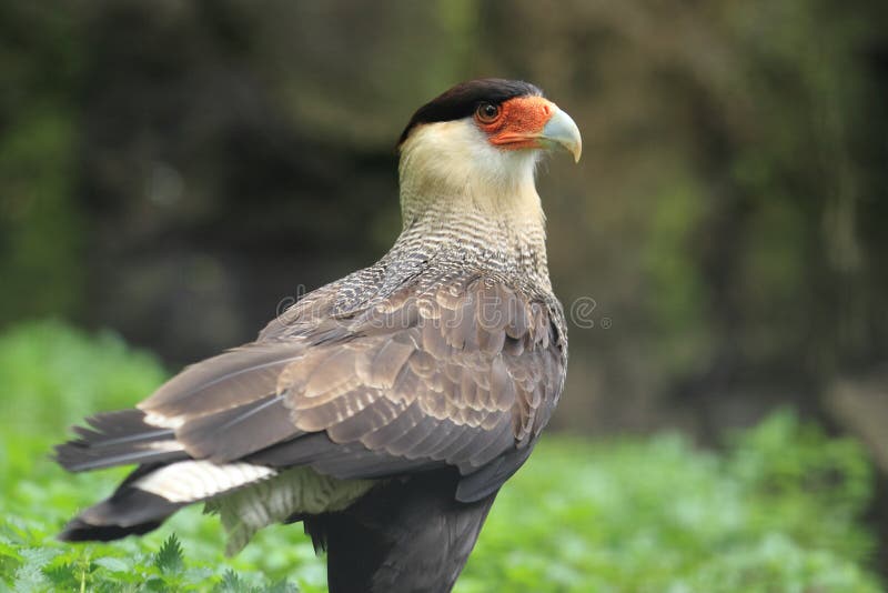 Carancho stock photo. Image of caracara, animal, body - 31456254