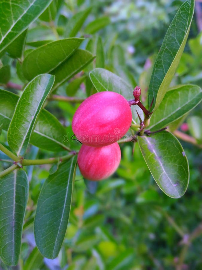 Caranda stock photo. Image of fresh, healthy, rural, ecology - 72927996