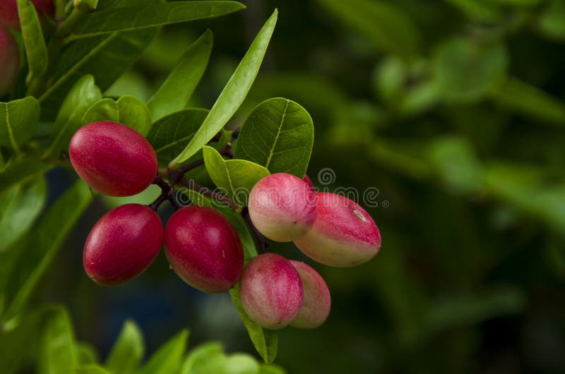 Carandas L del Carissa fotografia stock. Immagine di nutrizione - 25661246