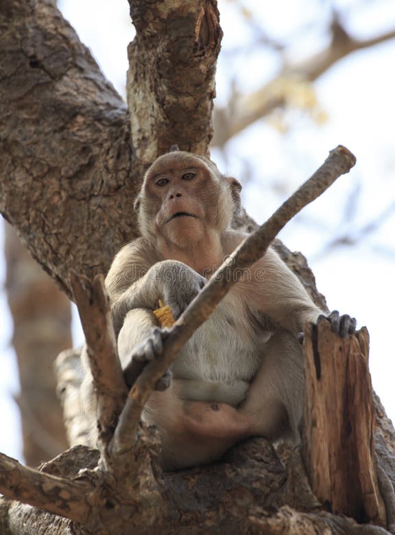 Caranguejo Que Come O Macaco Do Macaque (irus Do Macaca) Foto de Stock ...