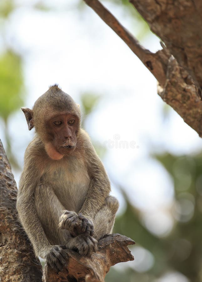 Caranguejo Que Come O Macaco Do Macaque (irus Do Macaca) Foto de Stock ...