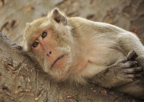 Caranguejo Que Come O Macaco Do Macaque (irus Do Macaca) Foto de Stock ...