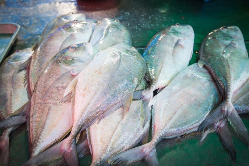 Talakitok In English