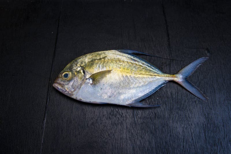 Caranx fish on black stock image. Image of delicious - 124417103