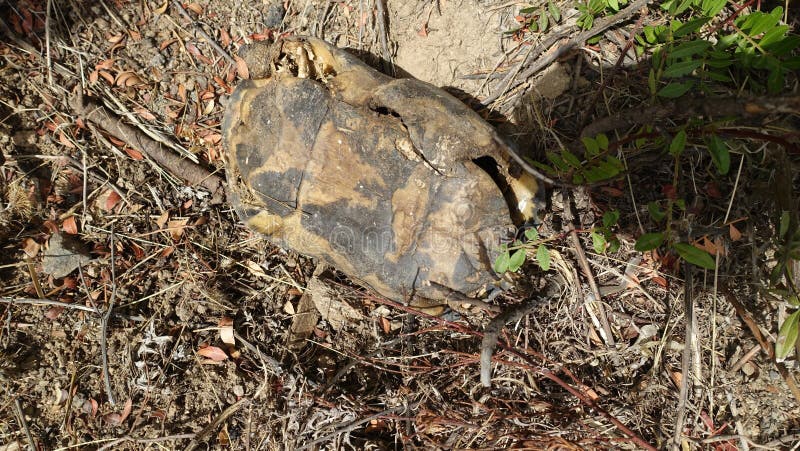 The Carapace and Remains of a Large Turtle that Died during a Sunny Day ...