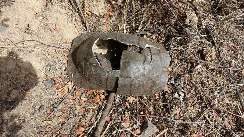 The Carapace and Remains of a Large Turtle that Died during a Sunny Day ...