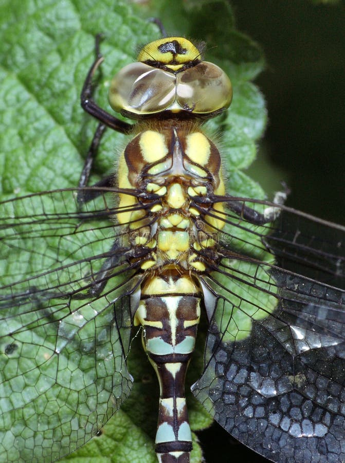 Caras de la libélula foto de archivo. Imagen de caras - 5643758
