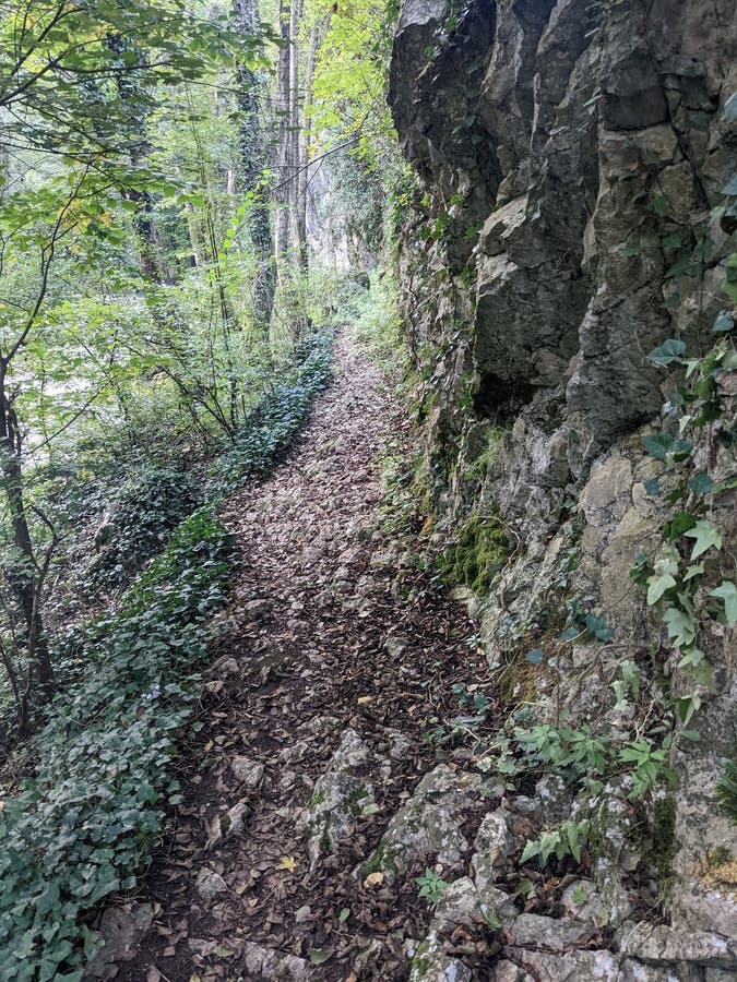 River Valley Path through Romanian Virgin Forest Stock Photo - Image of ...