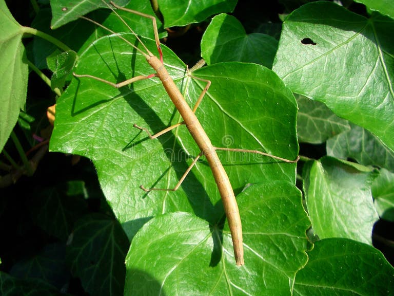 Carausius morosus stock photo. Image of phasmatodea, carausius - 4647572