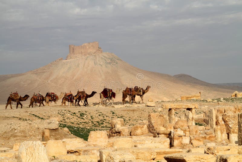 Caravan of Arabian Camel Palmyra Stock Photo - Image of arabian ...