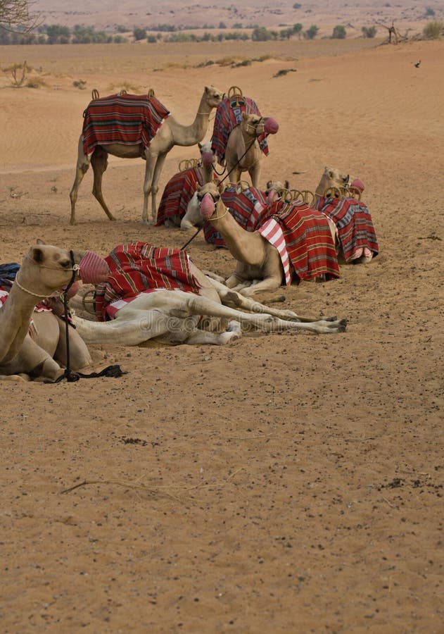Caravan of camels stock image. Image of tourism, beauty - 99044089