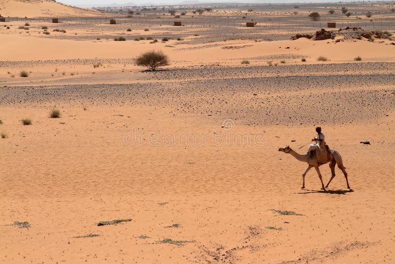 Caravan in the Sahara from Sudan Near Meroe Stock Image - Image of ...