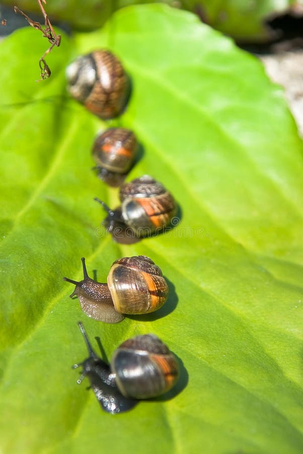 Caravan of snails stock image. Image of brown, travel - 14347019