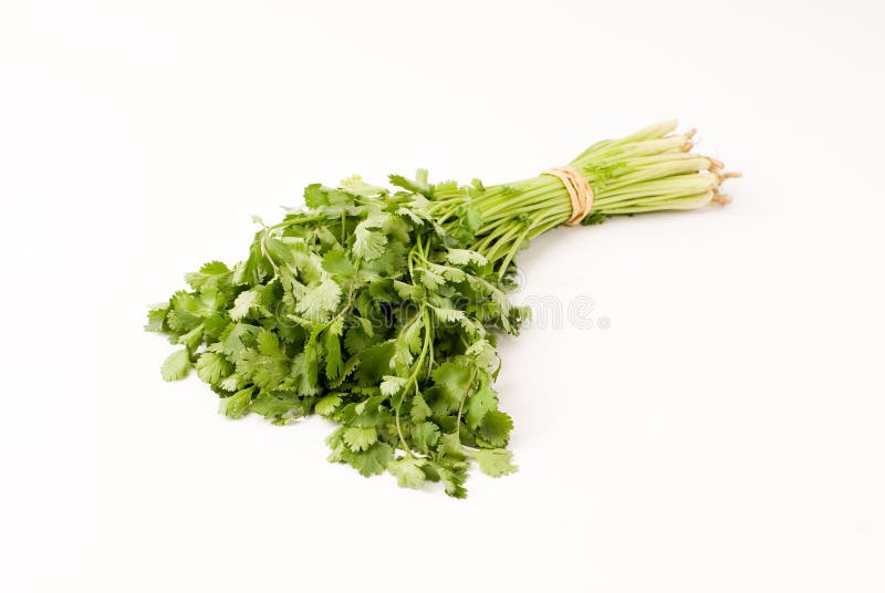 Caraway stock image. Image of white, leaves, cilantro - 11665431