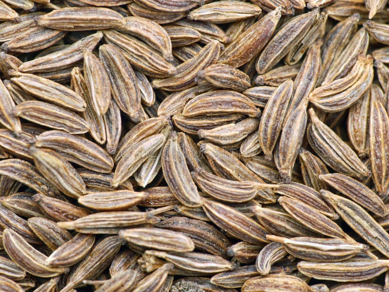 Caraway stock photo. Image of white, isolated, care, nature - 1583914