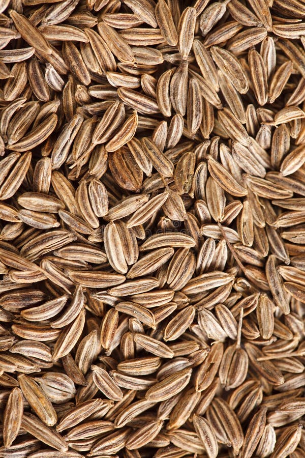 Caraway stock image. Image of nature, cooking, cuisine - 13365881