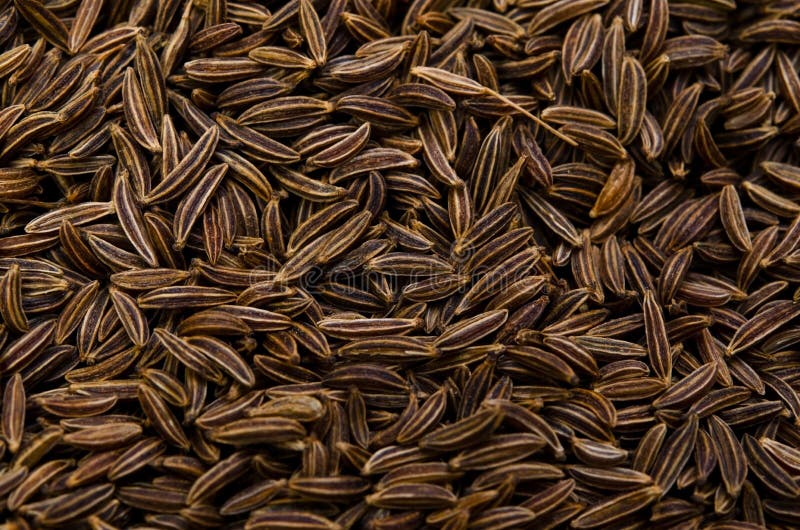 Caraway stock photo. Image of healthy, eating, carvi - 25179808