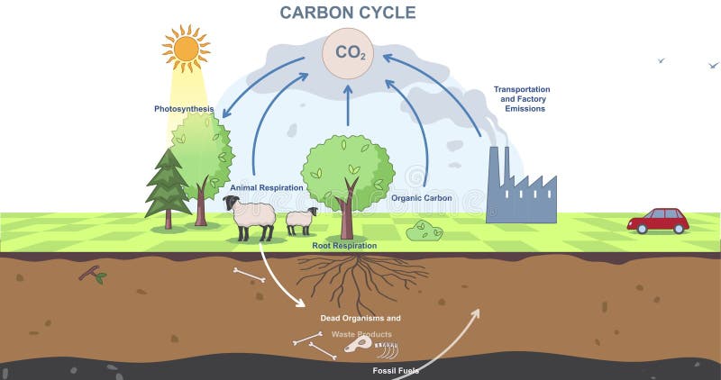 Carbon Cycle Diagram. Moving Banner or Educational Infographic with ...