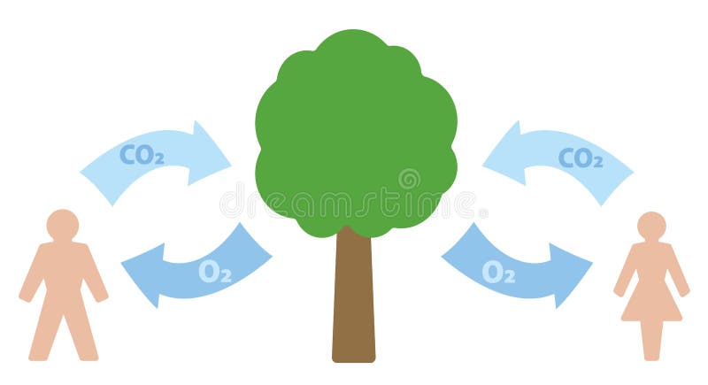 Carbon Cycle Oxygen Humans Tree Respiration Pictogram Stock Vector ...