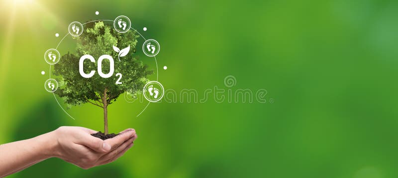 Carbon Footprint Concept with Tree on Hand Stock Photo - Image of ...