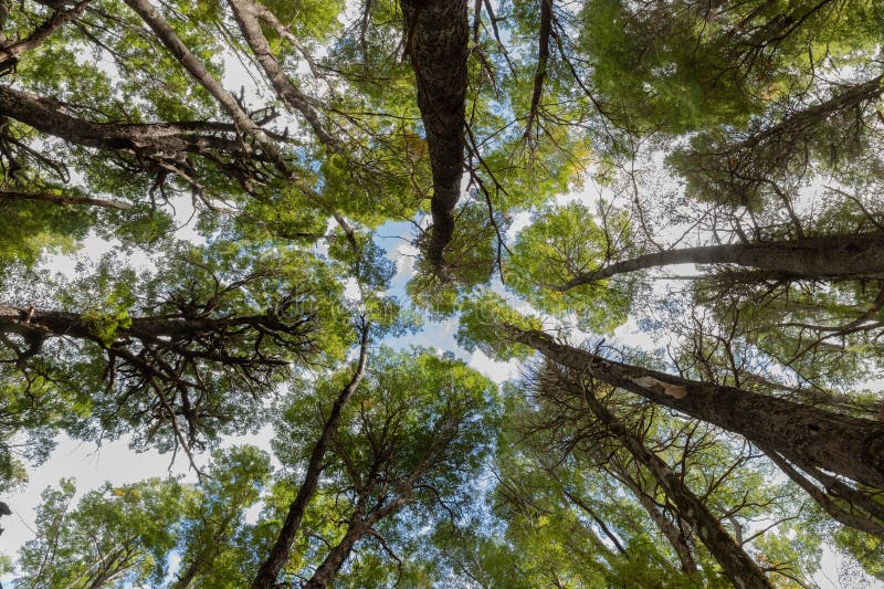 Carbon Net Zero Concept, Wide Angle View of Trees from Below in the ...