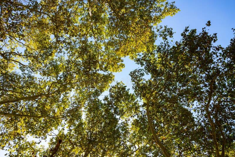 Carbon Net Zero or Carbon Neutrality Concept. Trees from Below Stock ...