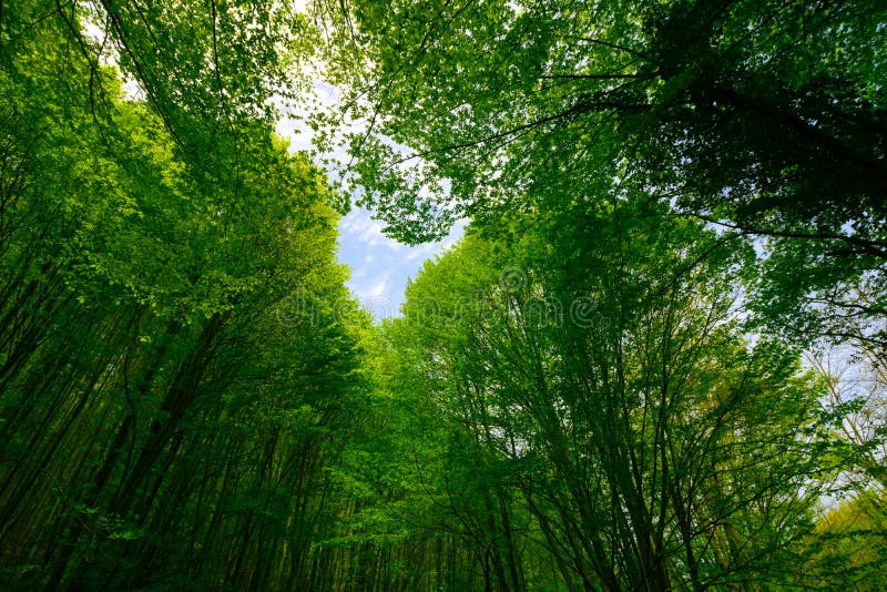 Carbon Neutral or Carbon Net-zero Concept Background Photo. Lush Forest ...