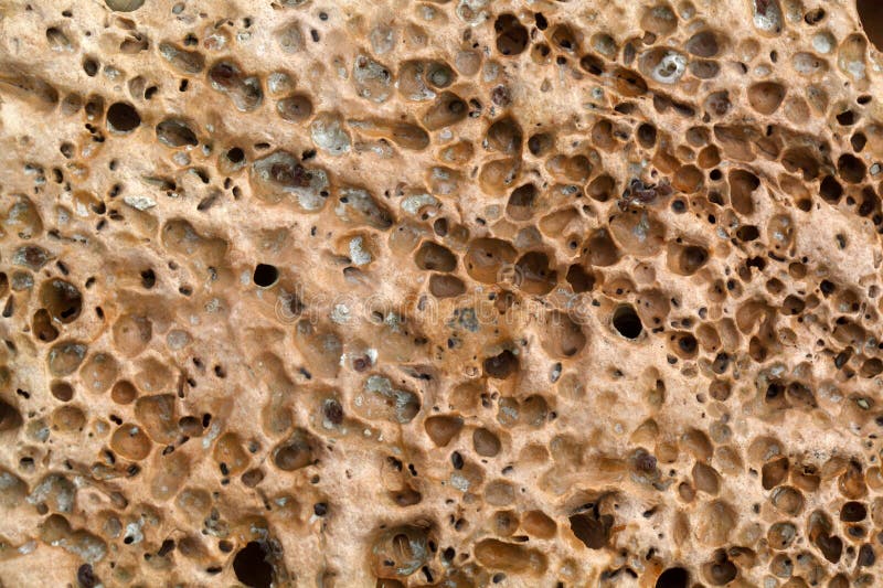 Rock boring urchin stock image. Image of boring, mare - 4680369