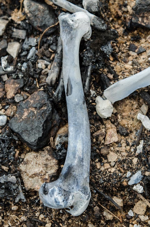 Carcass of animal stock image. Image of bush, landscape - 40955141