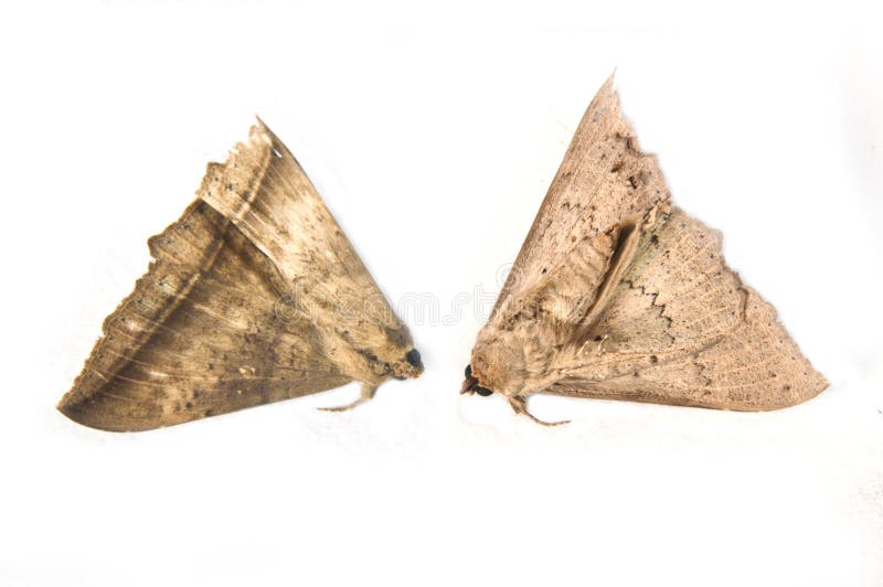 Carcass butterfly stock photo. Image of background, carcass - 24650176