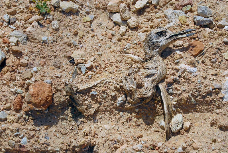 Dead Bird on the Ground with Earth Stock Photo - Image of nature, kill ...